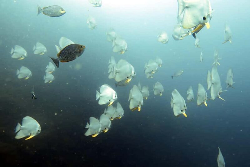 Koh Samui: Day Trip Diving at Sail Rock - An Overview of the Tour Experience