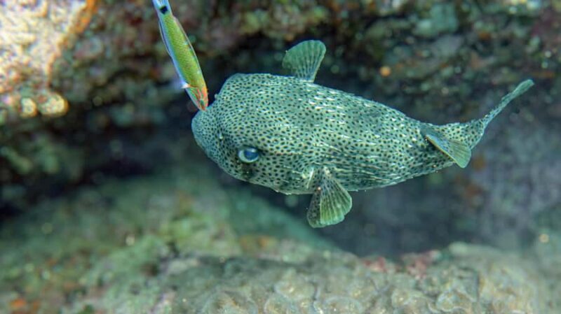 Koh Samui: Day Trip Diving at Sail Rock - What to Expect During Your Dives