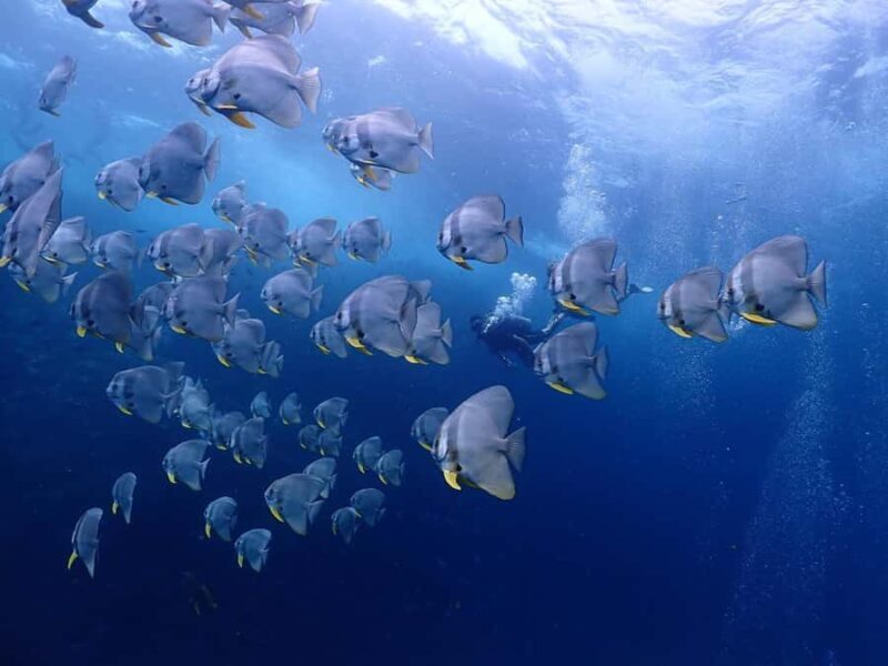 Koh Samui: Dive Tour Chumphon Pinnacles - Key Points