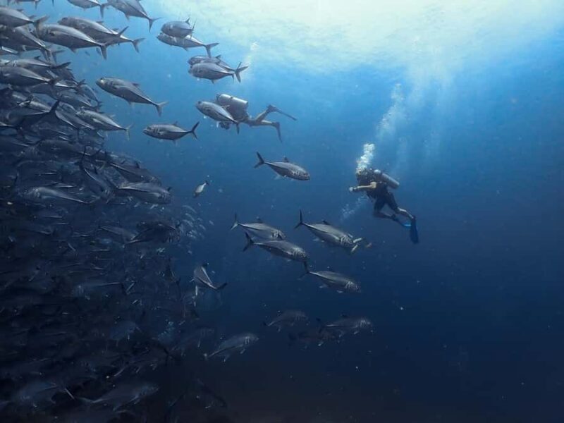 Koh Samui: Dive Tour Chumphon Pinnacles - Practical Tips for Participants