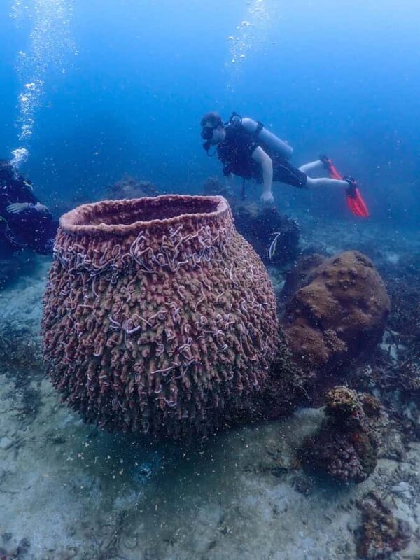 Koh Samui: Dive Tour to Koh Tao - Diving Experience and Equipment