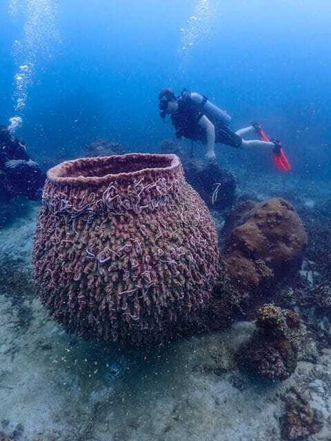 Koh Samui: Dive Tour to Koh Tao - Pricing and Value