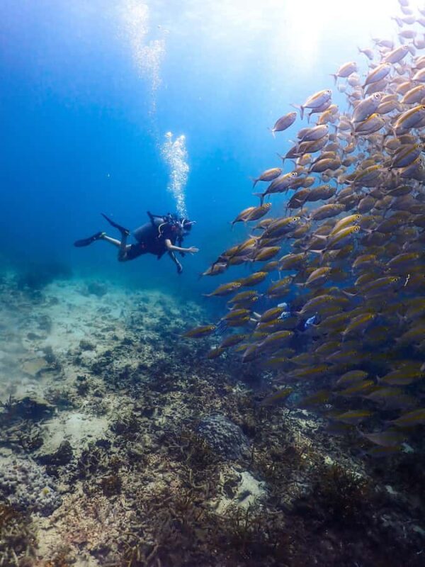 Koh Samui: Dive Tour to Sail Rock - An Honest Look at the Experience