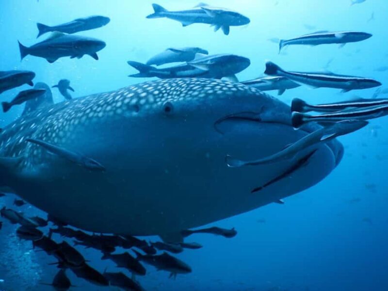 Koh Samui: Dive Tour to Sail Rock - Final Thoughts: Who Should Consider This Tour?