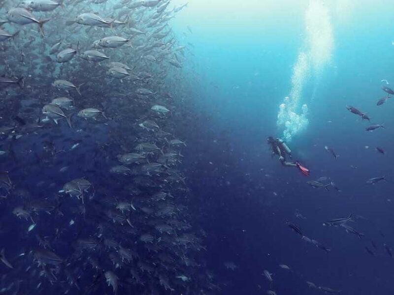 Koh Samui: Dive Tour to Sail Rock - FAQs About the Koh Samui Dive Tour to Sail Rock