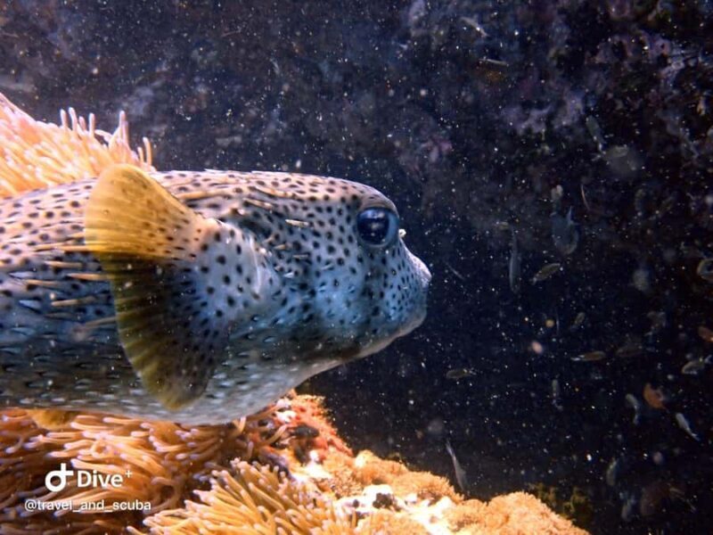 Koh Samui: Dive Trip Experience in Koh Tao - An In-Depth Look at the Koh Samui Dive Trip to Koh Tao