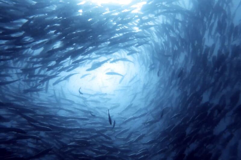 Koh Samui: Dive Trip Experience in Koh Tao - Who Will Love This Experience?