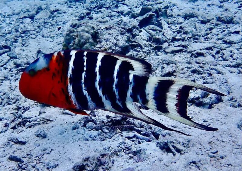 Koh Samui: Dive Trip Experience in Koh Tao - Final Thoughts: Is It Worth It?