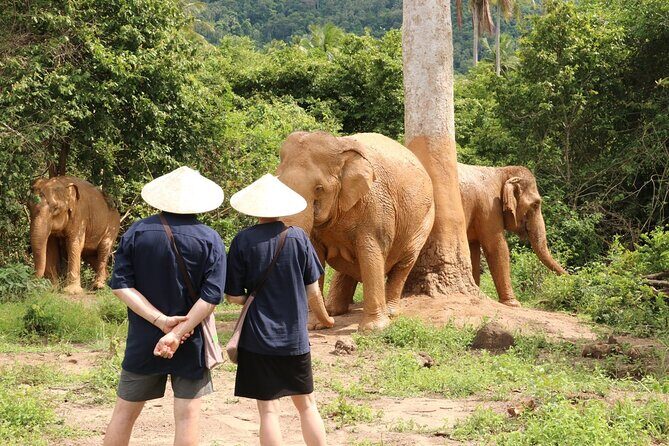 Koh Samui Elephant Home Sanctuary and the first Elephant Museum - Key Points