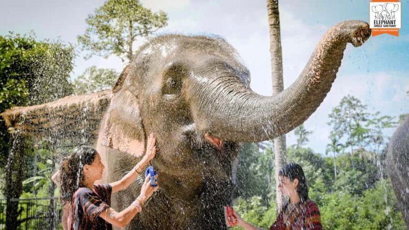 Koh Samui: Elephant Sanctuary Tour - Feed & Shower Elephants - A Well-Organized, Compassionate Experience