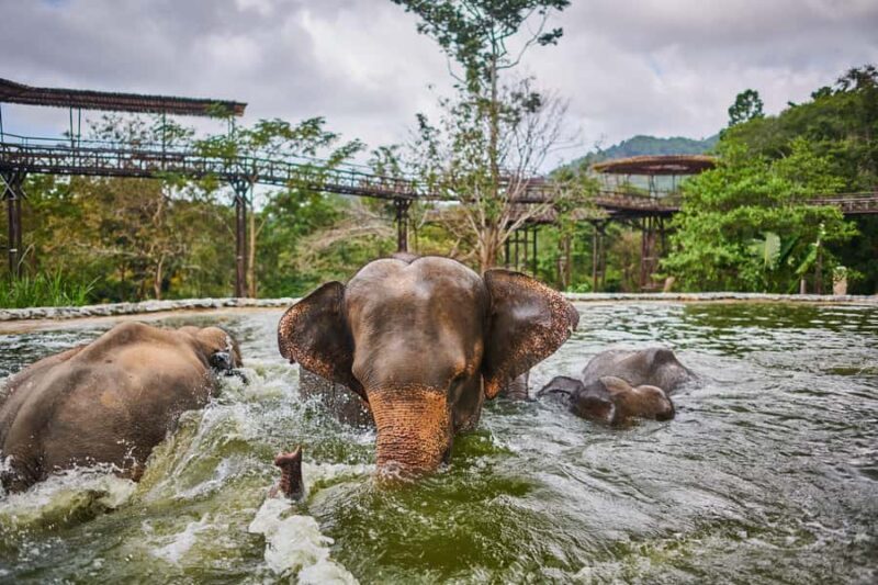 Koh Samui: Elephant Sanctuary Tour with Lunch & Pickup - Authenticity & Ethical Focus