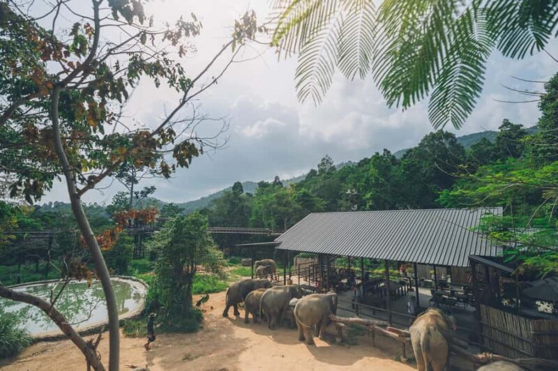 Koh Samui: Elephant Sanctuary Tour with Lunch & Pickup - Frequently Asked Questions