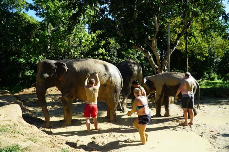 Koh Samui: Elephant Sanctuary Visit with Mud Spa & Lunch - Key Points
