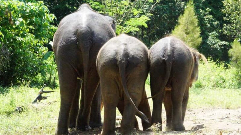 Koh Samui: Elephant Sanctuary Visit with Mud Spa & Lunch - FAQs