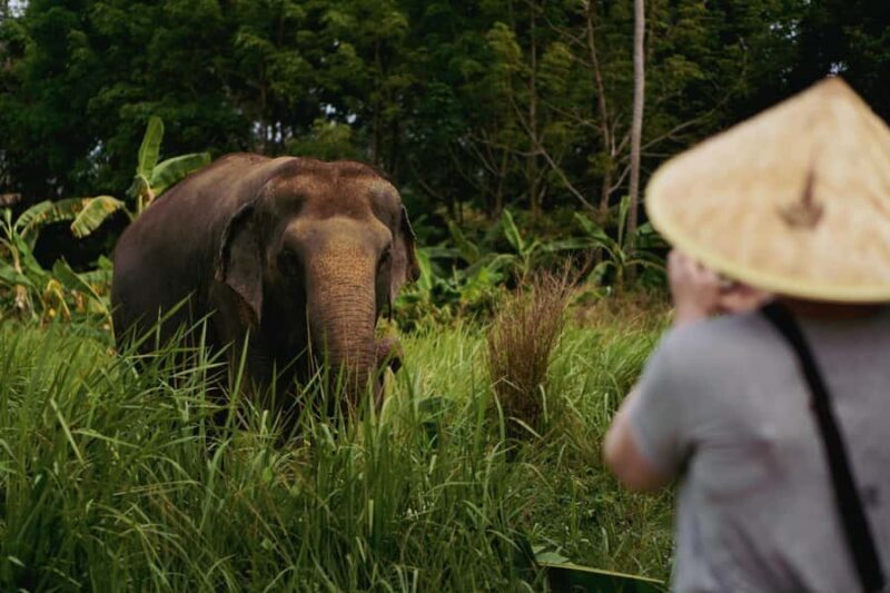 Koh Samui: Ethical Elephant Home Guided Tour with Transfers - Key Points