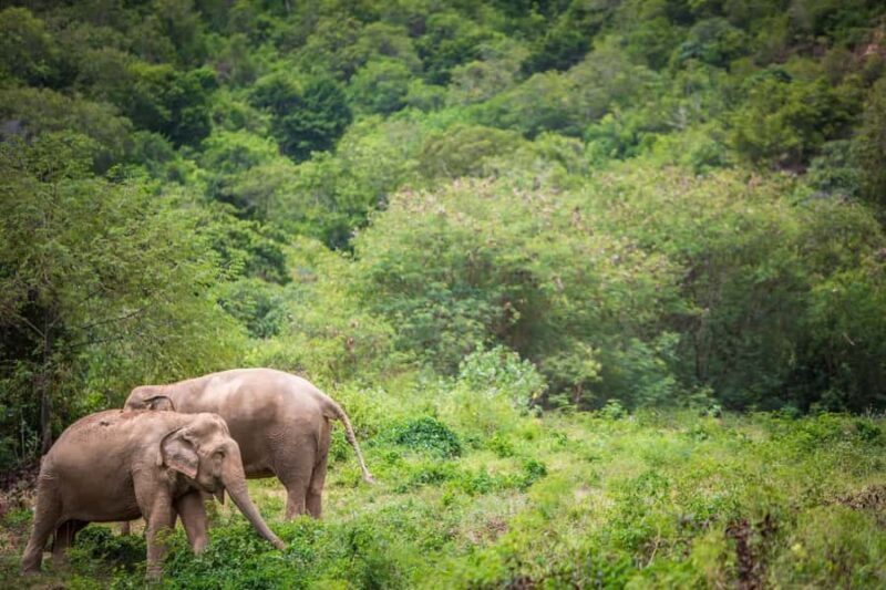 Koh Samui: Ethical Elephant Sanctuary Tour with Buffet Lunch - Practical Details and Considerations