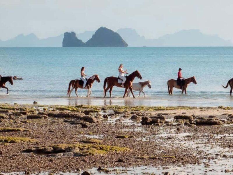 Koh Samui Horse Riding & Beach Trails - The Sum Up: Is It Worth It?