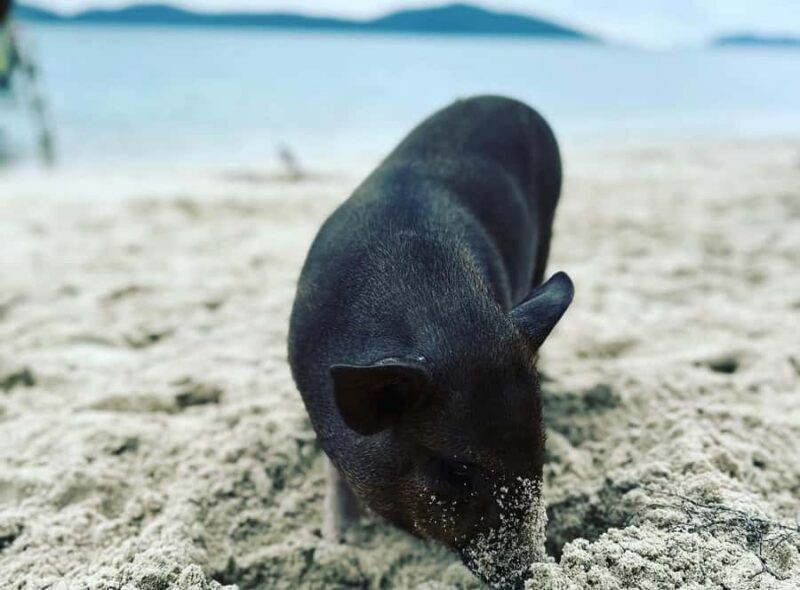 Koh Samui: Jetski Safari, Snorkeling to Pig & Virgin Islands - Why This Tour Works for Travelers