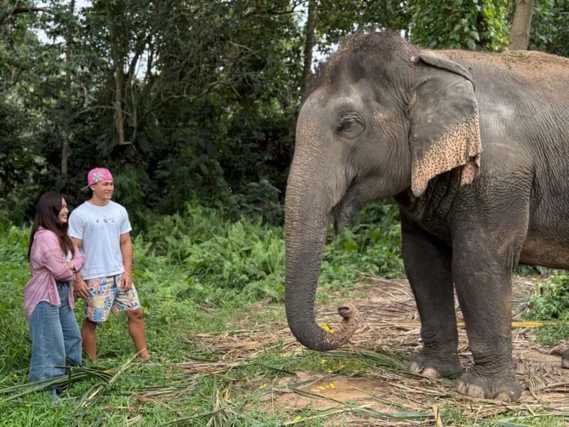 Koh Samui: Jungle Safari Jeep Tour with Elephants Sanctuary - An In-Depth Look at the Koh Samui Jungle Safari