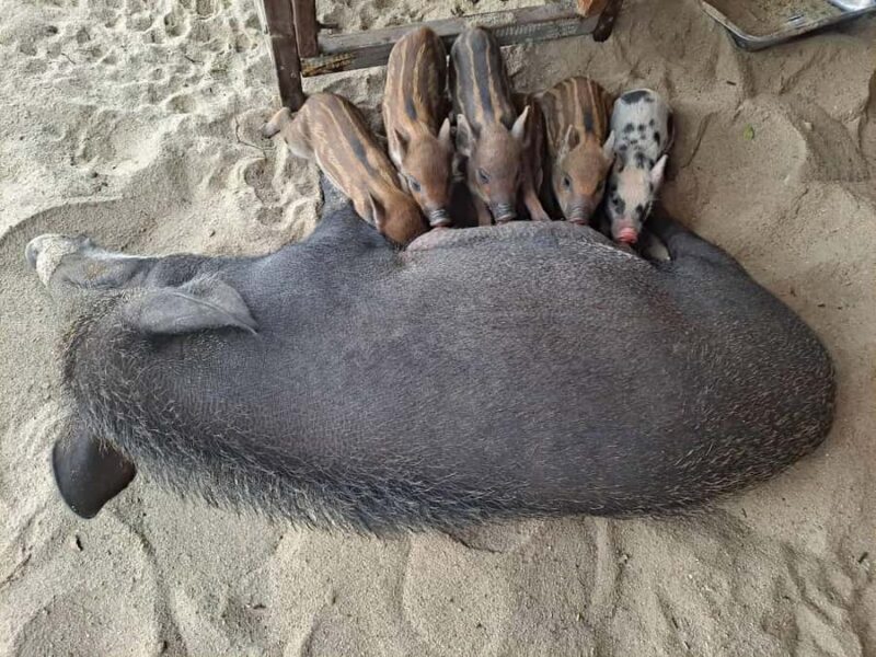 Koh Samui: Koh Madsum and Koh Tan Speed Boat Trip - FAQs