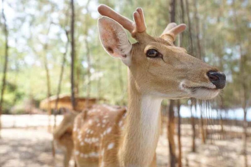 Koh Samui: Koh Madsum, Koh Tan & Koh Rap by Longtail Boat - Who Should Consider This Tour?