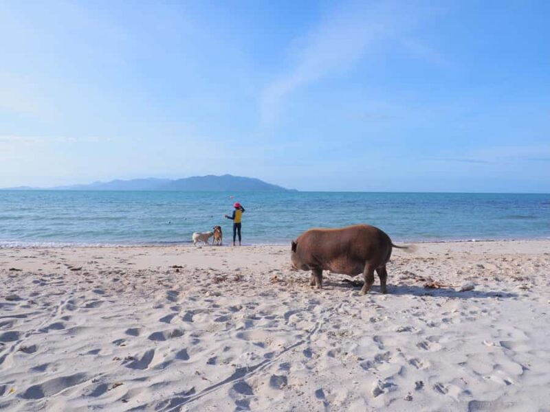 Koh Samui: Koh Tan & Pig Island Trip with Sunset Cruise - Frequently Asked Questions