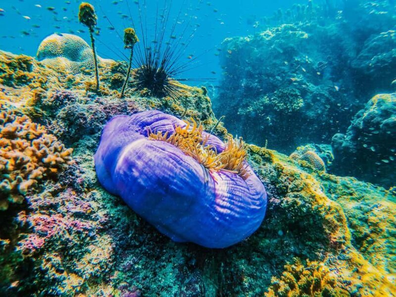 Koh Samui: Koh Tao and Nangyuan Snorkeling Tour with Lunch - Key Points