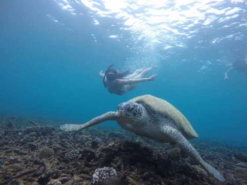 Koh Samui: Koh Tao & Koh Nang Yuan Snorkel Trip with Lunch - Discovering the Beauty of Koh Tao & Koh Nang Yuan: A Practical Guide to the Snorkel Trip from Koh Samui