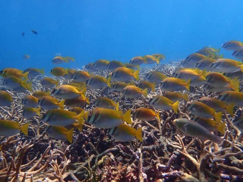 Koh Samui: Koh Tao & Koh Nang Yuan Snorkel Trip with Lunch - Analyzing the Value: Is It Worth It?