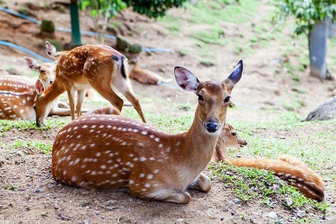 Koh Samui Paradise Park Farm Admission Ticket with Return Transfer - What Is Koh Samui Paradise Park Farm?
