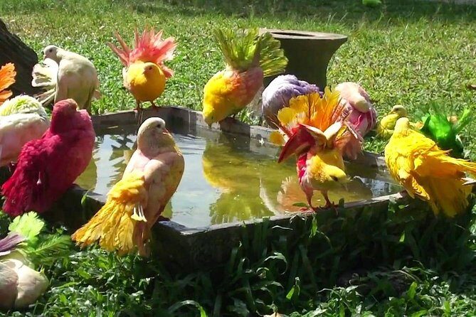 Koh Samui Paradise Park Farm Admission Ticket with Return Transfer - Breakdown of the Highlights