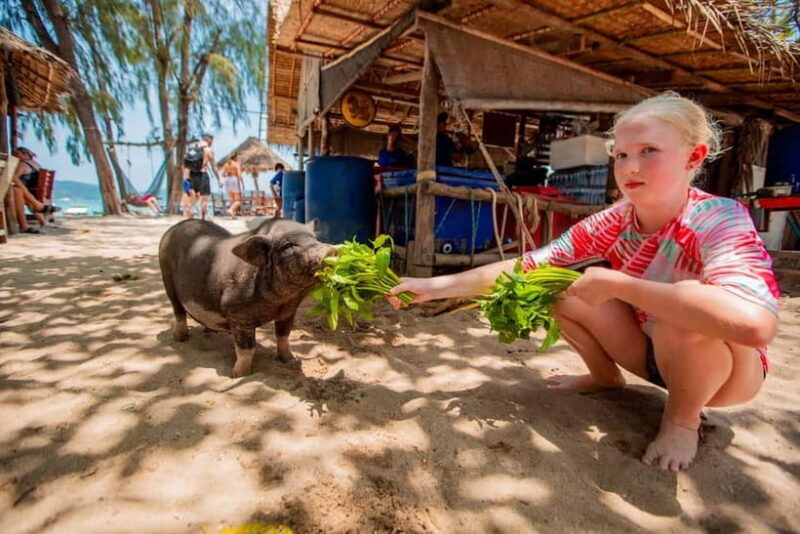 Koh Samui: Pig Island Day Tour by Speedboat - Taking a Closer Look at the Tour Experience