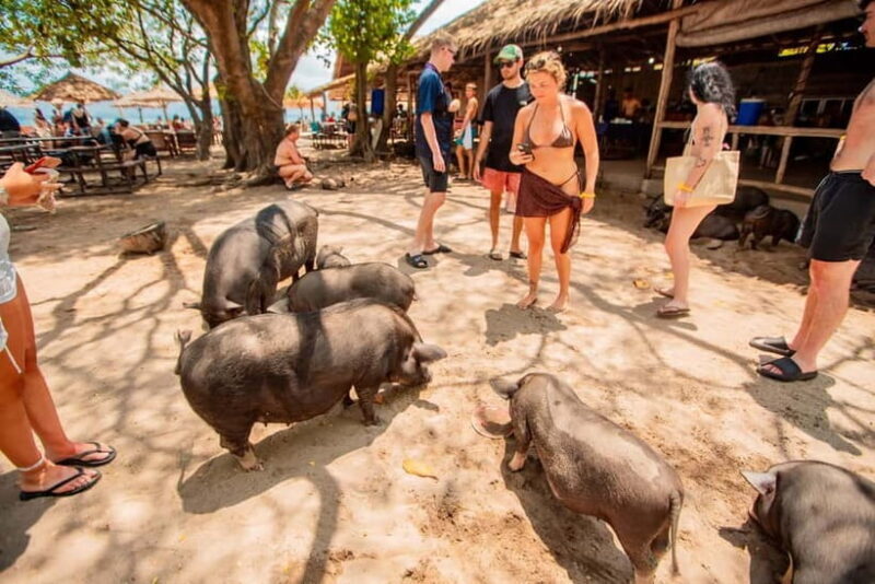 Koh Samui: Pig Island Day Tour by Speedboat - Who Should Consider This Tour?