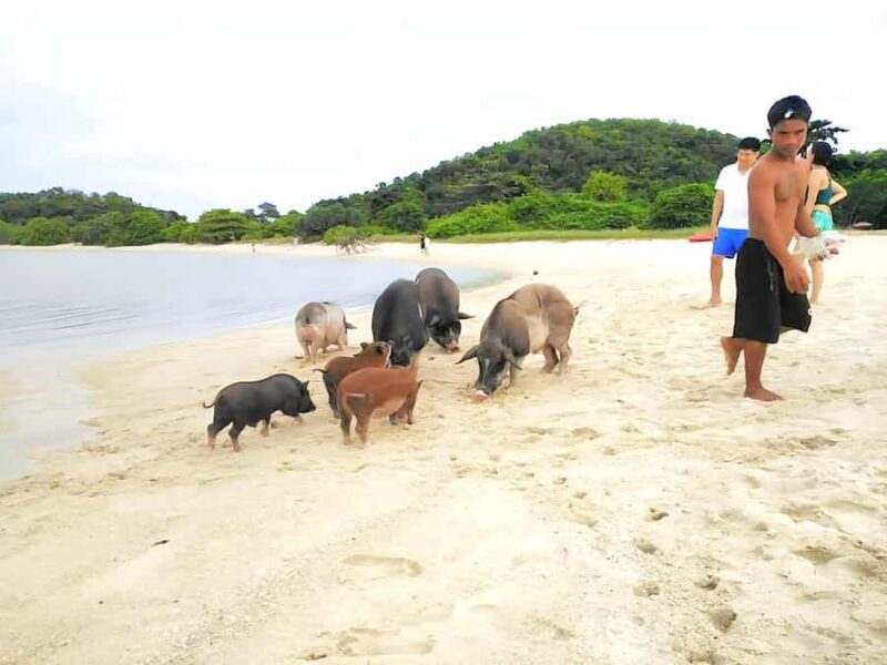 Koh Samui: Pig Island & Koh Tan Longtail Boat with Snorkel - Introduction