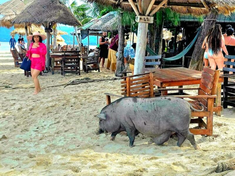 Koh Samui: Pig Island & Koh Tan Longtail Boat with Snorkel - FAQ