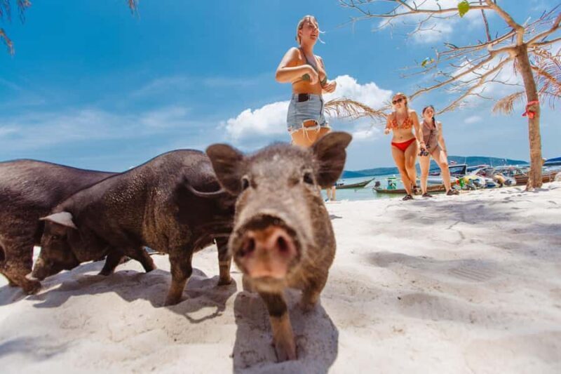 Koh Samui: Pig Island Private Longtail Boat Tour - The Final Verdict