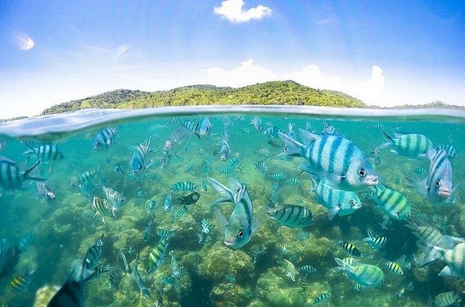 Koh Samui Pig Island Tour by Speedboat with Snorkeling - Who Will Love This Tour?