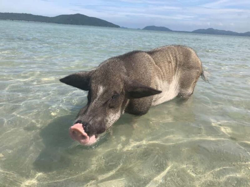 Koh Samui: Sunset Pig Island and Snorkeling Koh Tan w/Dinner - An Overview of the Tour