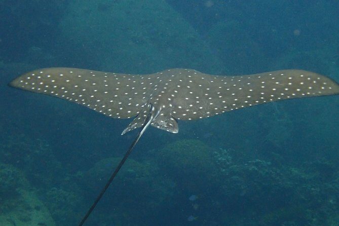 Koh Tao 2-Dive Day Trip from Koh Samui for certified divers - Who Should Consider This Trip?