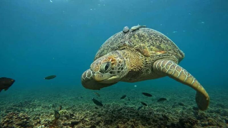 Koh Tao: 5-Bay Guided Snorkeling Tour with Photos - What Travelers Are Saying
