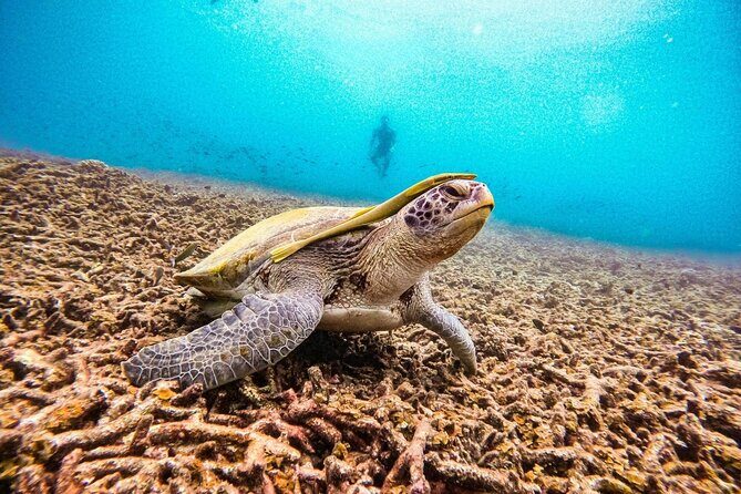 Koh Tao and Koh Nang Yuan Snorkeling Trip - Practical Details and What’s Included