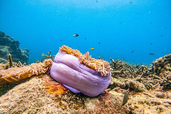 Koh Tao and Koh Nang Yuan Snorkeling Trip - Important Considerations