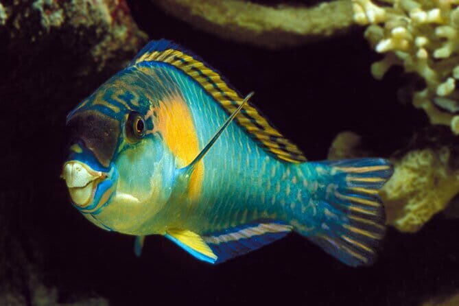 Koh Tao and Nangyuan Snorkeling Tour with Lunch by Catamaran - Practical Tips for Making the Most of Your Day