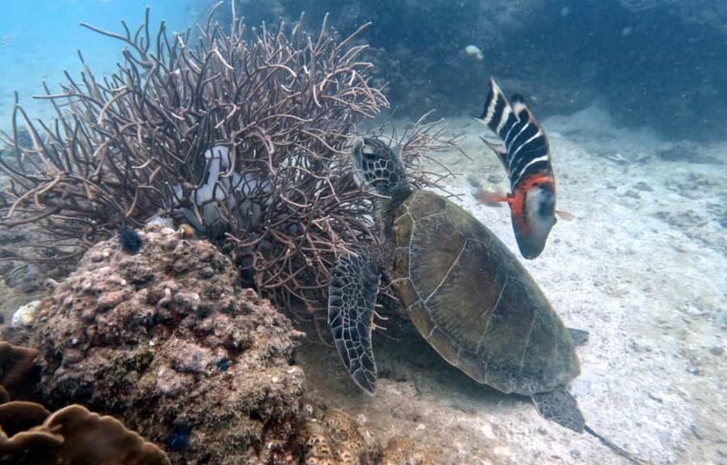 Koh Tao: Beginner Scuba Diving Experience with Gear - Key Points