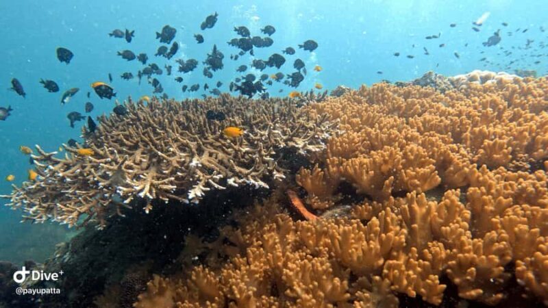 Koh Tao: Beginner Scuba Diving Experience with Gear - An Honest Look at the Koh Tao Beginner Scuba Experience