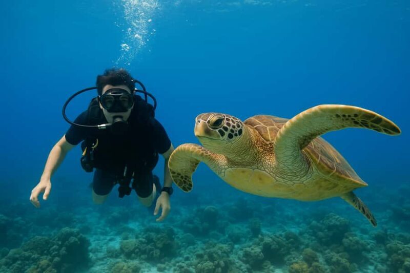 Koh Tao: Beginner Scuba Diving Experience with Gear - Who Should Consider This Tour?