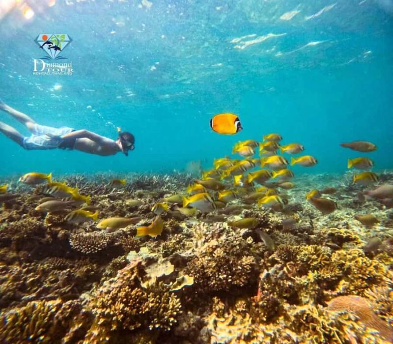 Koh Tao: Full-Day Snorkeling Tour with Lunch & Hotel Pick-up - Practical Details and What to Expect