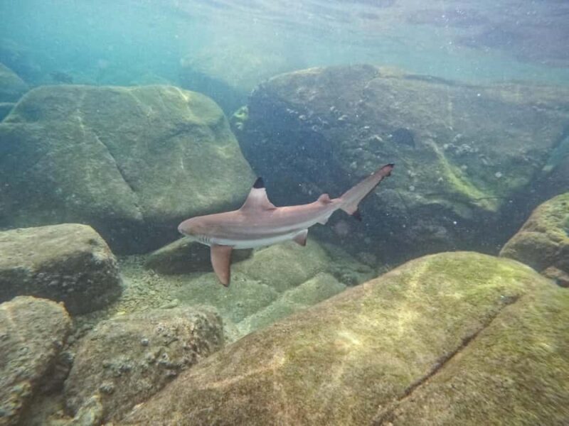 Koh Tao: Full-Day Snorkeling Tour with Lunch & Hotel Pick-up - Who Would Love This Tour?