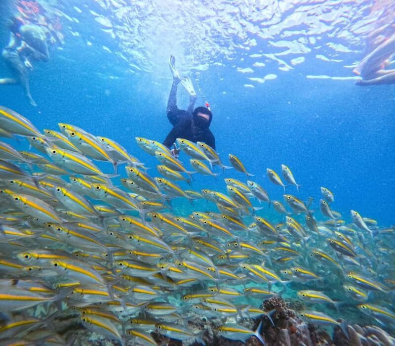 Koh Tao: Half-Day Sunset Snorkeling Tour with Lunch & Pickup - What to Expect on This Sunset Snorkeling Tour