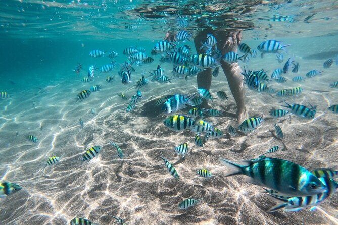 Koh Tao & Koh Nang Yuan Snorkeling Tour by Speed Boat from Samui - A Day of Water, Views, and Thai Flavors